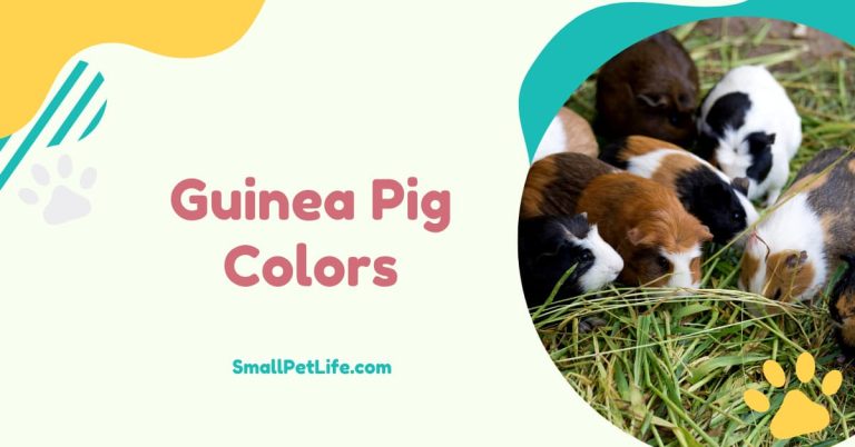 Guinea Pig Colors: A Rainbow of Possibilities - Small Pet Life